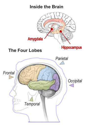BAW: Childrens’ Dreams and the Maturing Brain | International ...